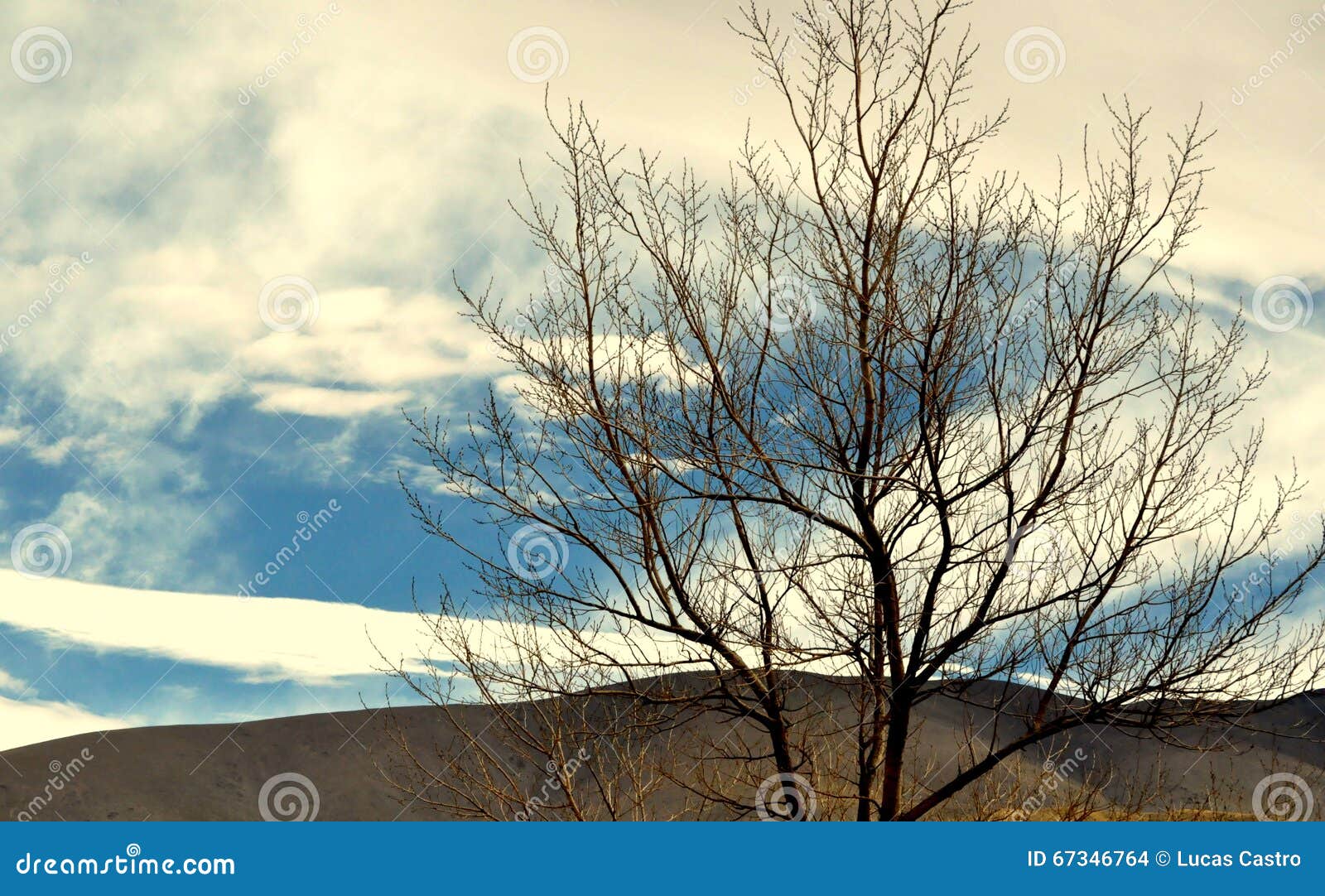 A dry tree stock photo. Image of died, life, dried, tree - 67346764