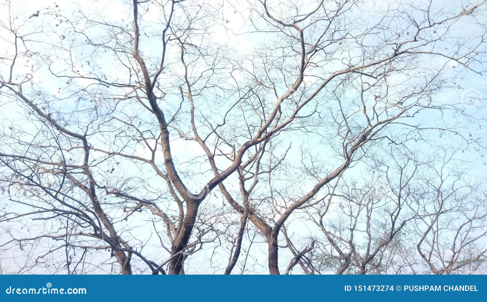 Dry Tree with Light Blue Sky. Stock Photo - Image of evening, random ...
