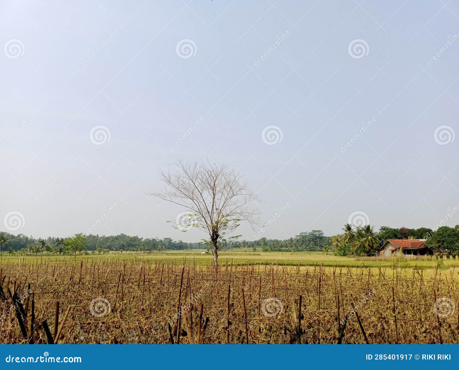 A Dry Tree in the Middle of a Nut Orchard Stock Image - Image of ...