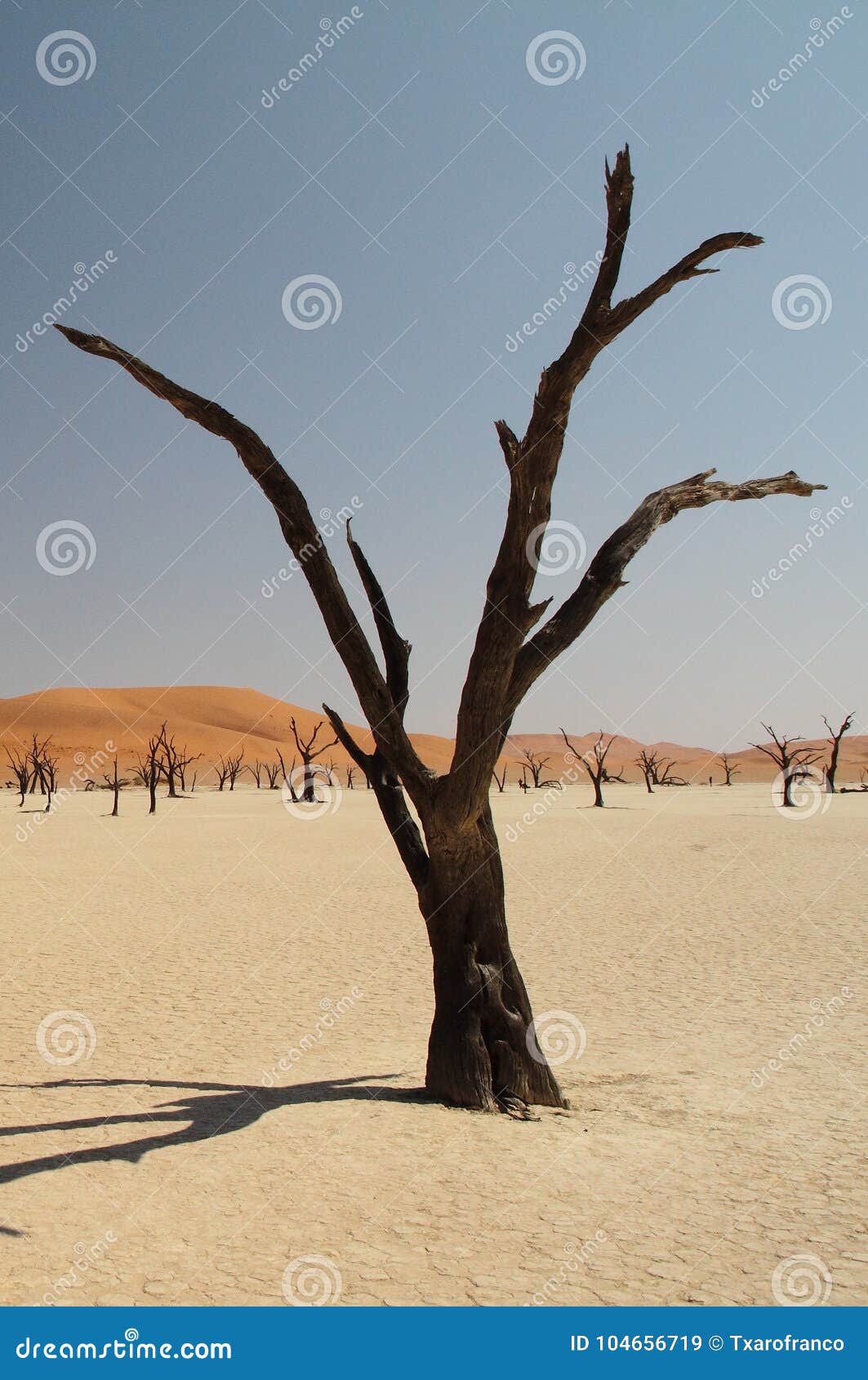 Wallpaper. Dry Tree in the Desert Stock Image - Image of desert ...