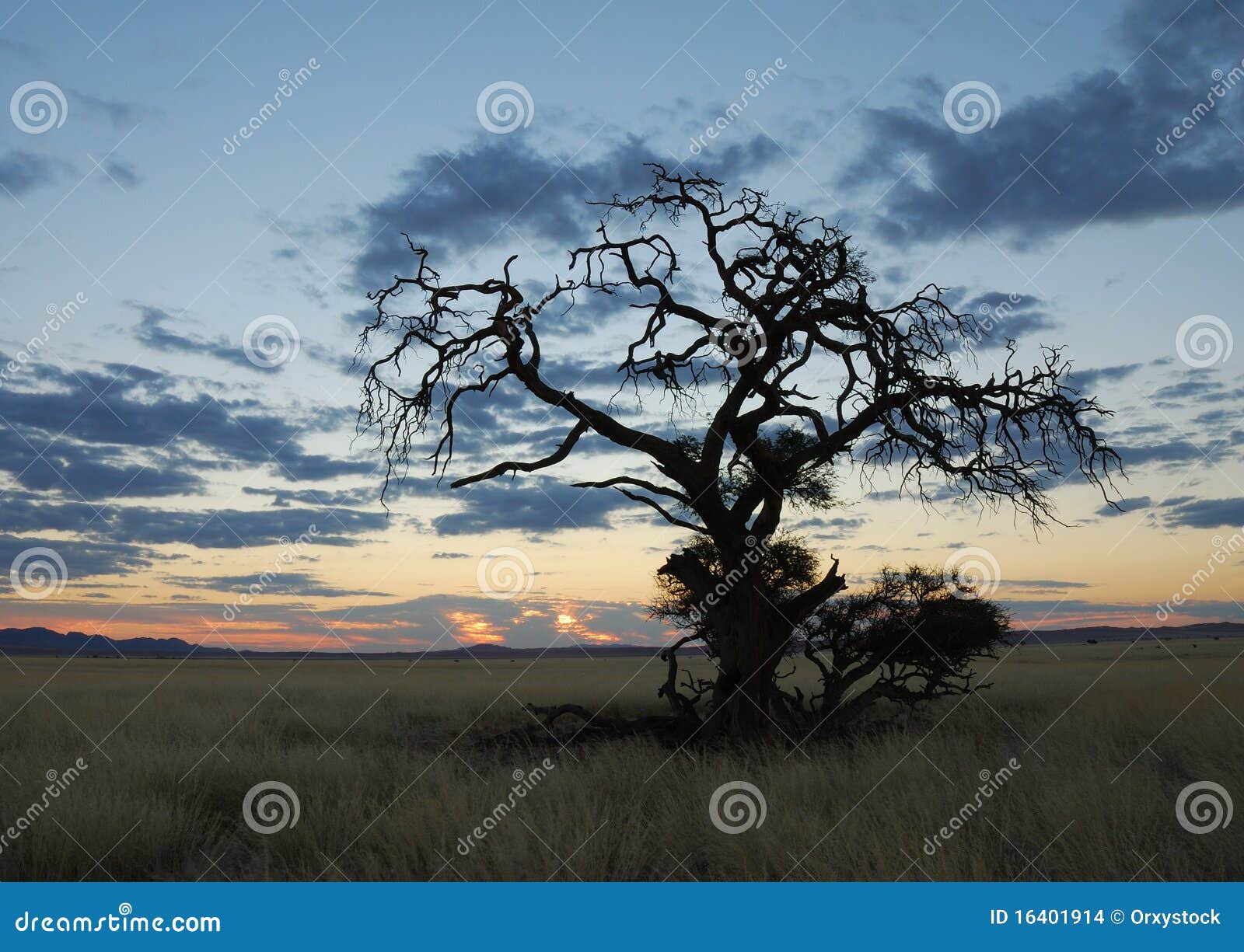 Dry Tree in Namibian Sundown Stock Photo - Image of wide, atmosphere ...