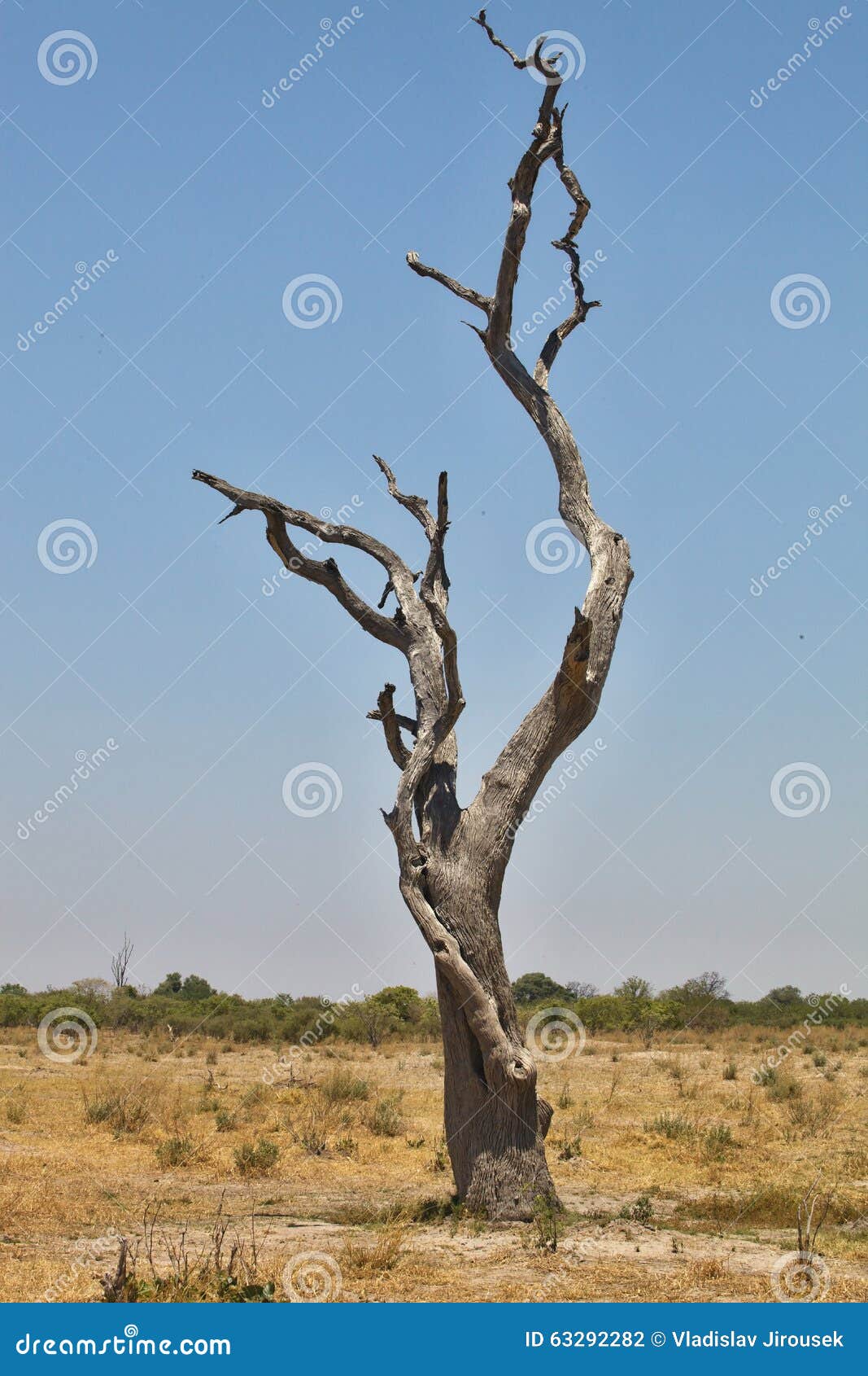 Dry Tree,national Park Moremi, Botswana Stock Photo - Image of savannah ...
