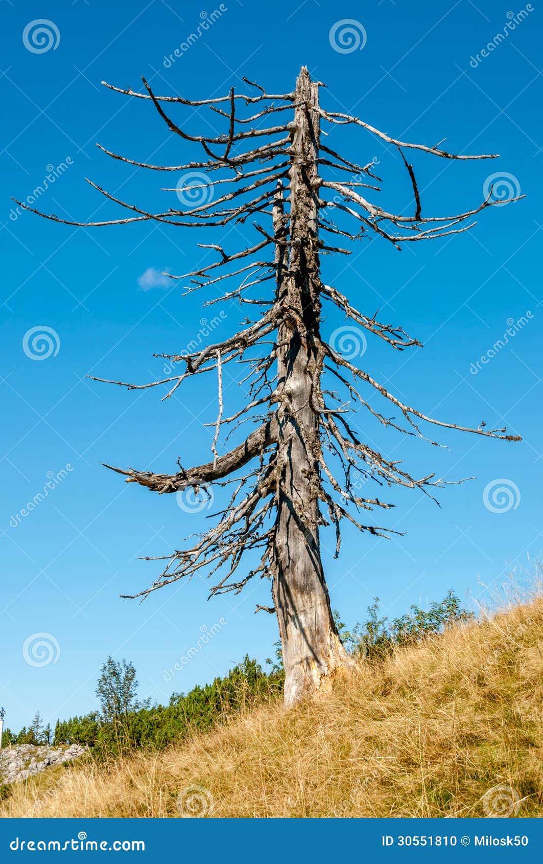 Dry Tree stock photo. Image of traveling, clouds, live - 30551810