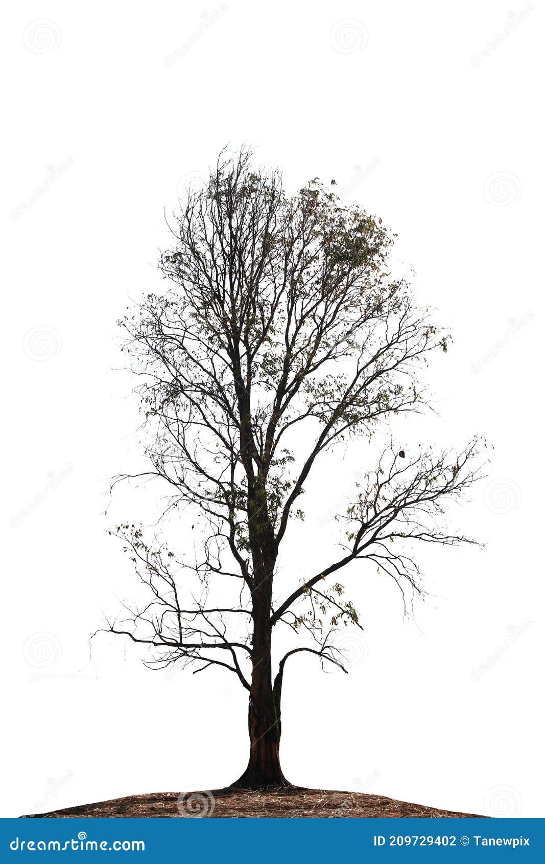 Dry Tree Object Isolated on White Stock Photo - Image of nature ...