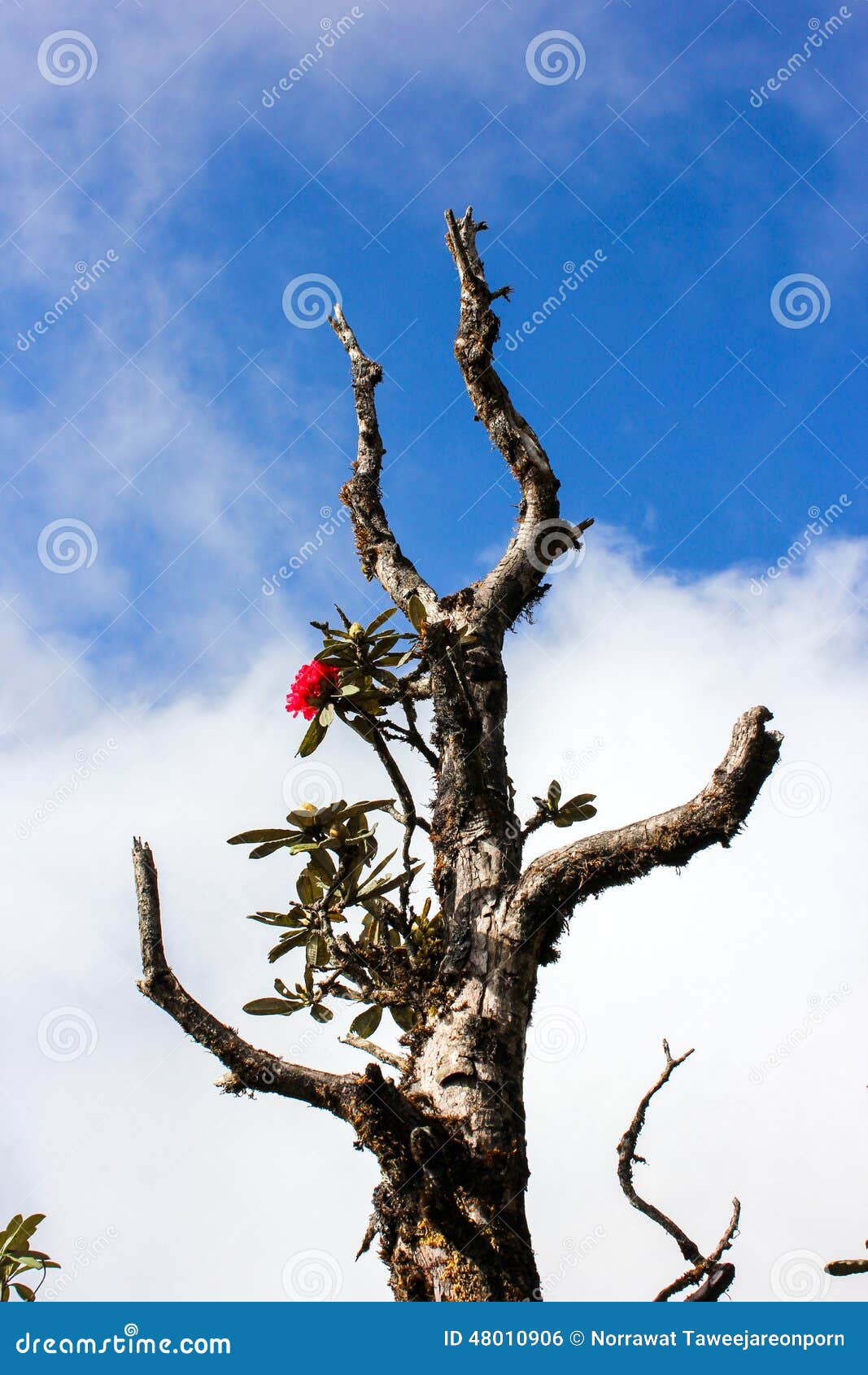 Dry Tree and One Red Rhodrodrendron Flower Stock Photo - Image of ...