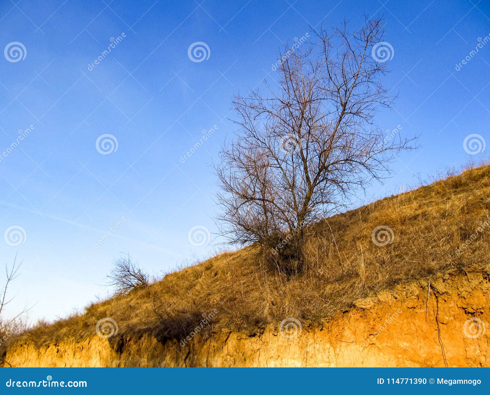Dry tree on a sloping hill stock photo. Image of maungakiekie - 114771390