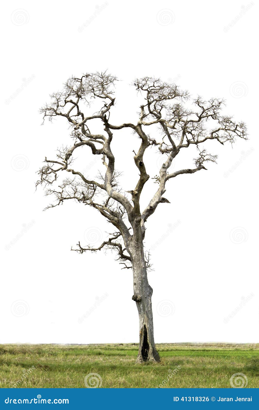 Dry tree stock photo. Image of meadow, outdoors, people - 41318326