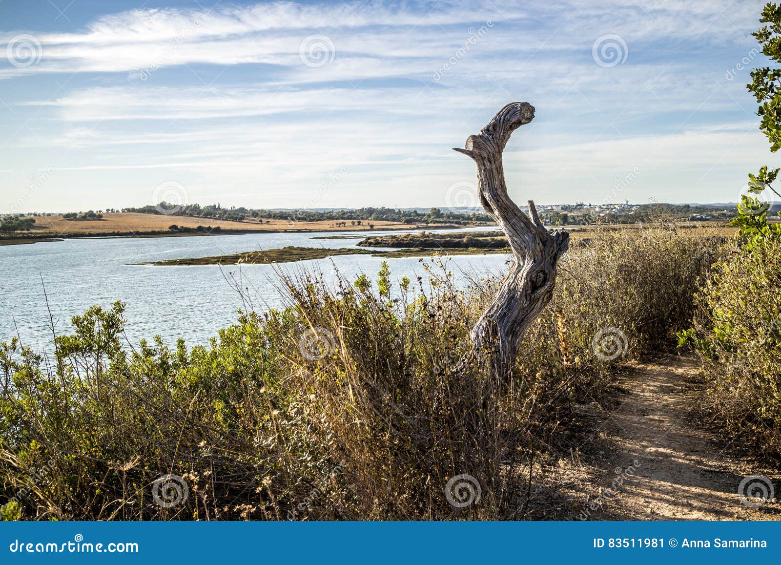 Dry tree and the river stock image. Image of algarve - 83511981