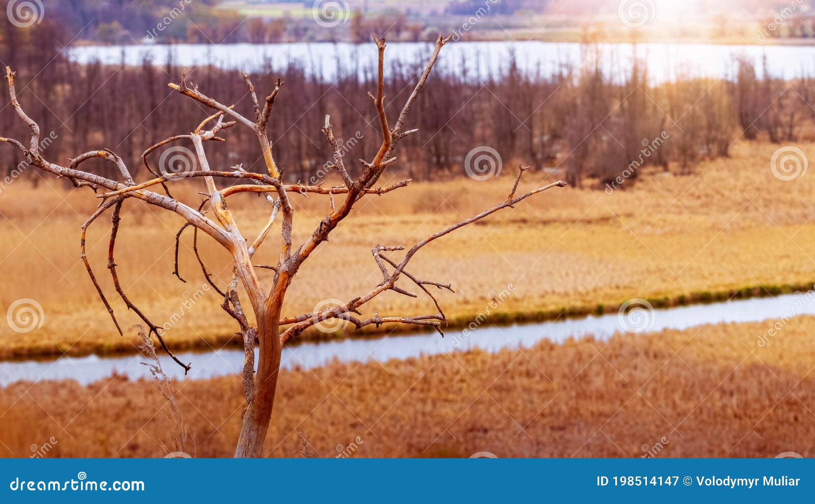 Dry Tree by the River during Sunset Stock Image - Image of clouds ...