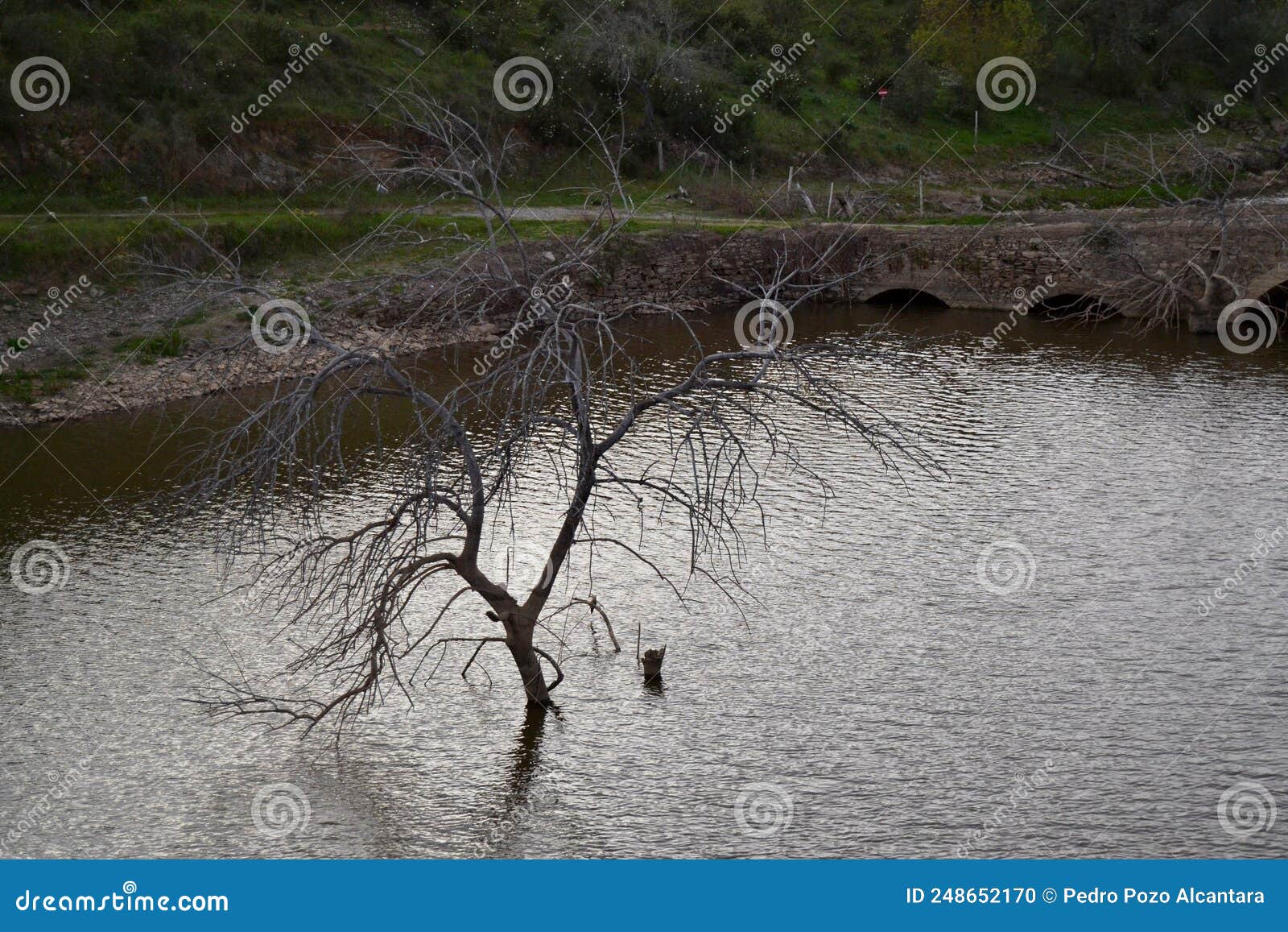 Dry tree in the river stock photo. Image of arch, morning - 248652170