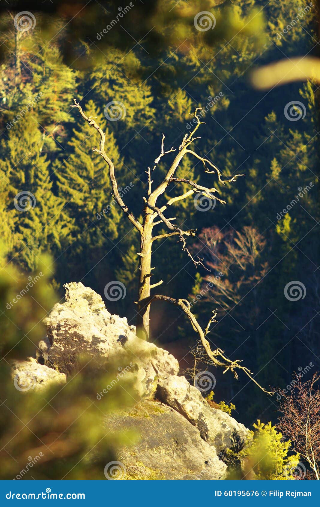 Dry Tree stock photo. Image of telephoto, pine, tree - 60195676