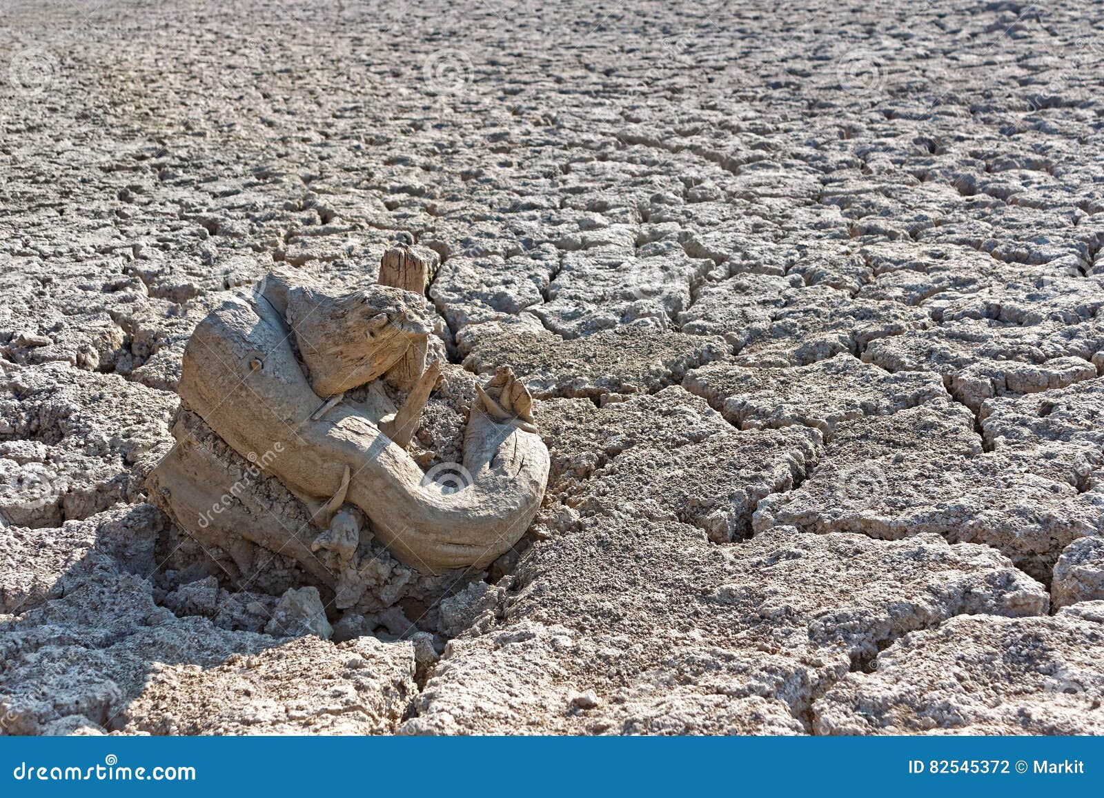 Dry Tree Root on the Dried Soil Stock Photo - Image of dried, design ...