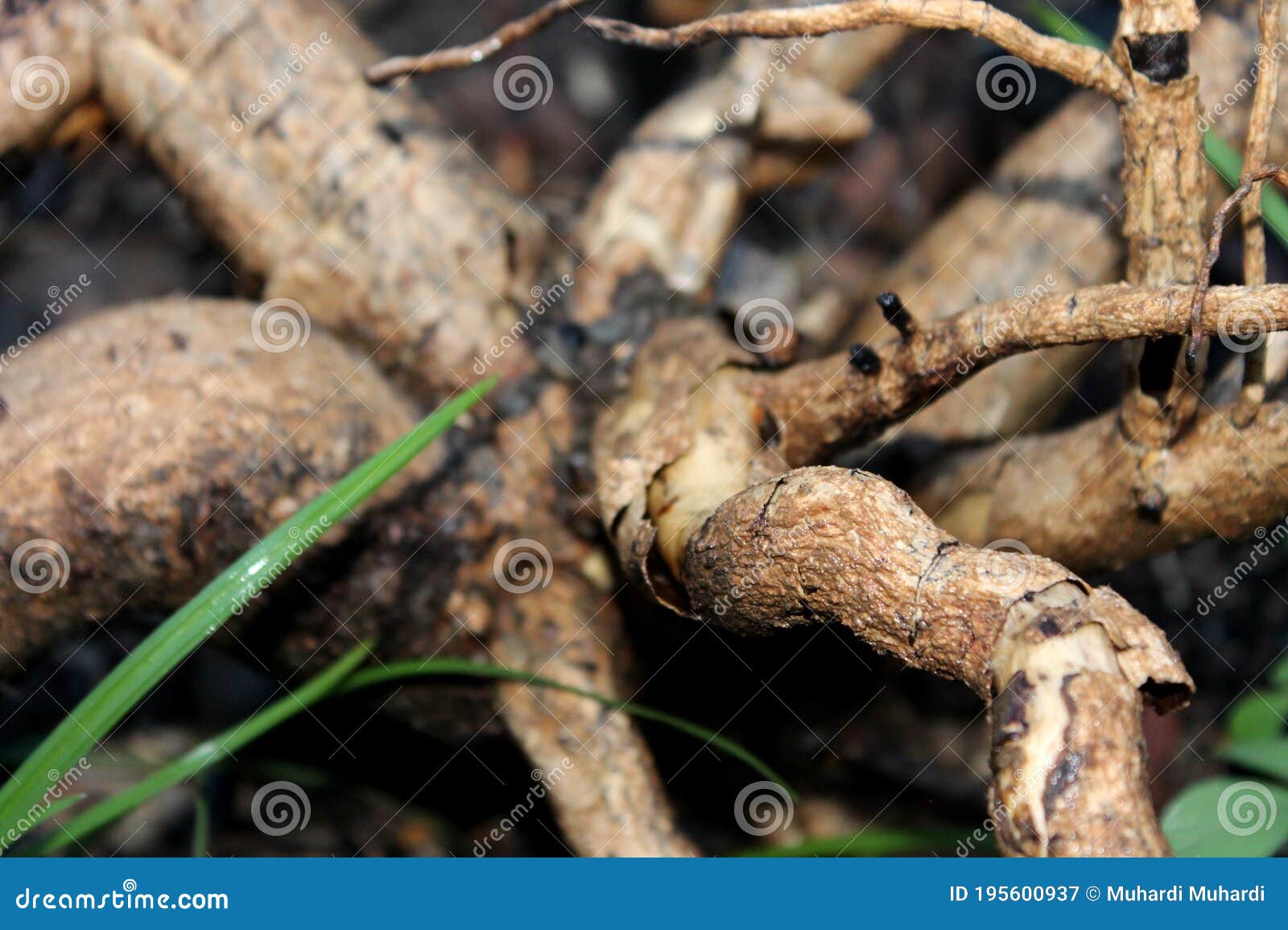 Dry Tree Roots from Burning Stock Image - Image of view, forest: 195600937