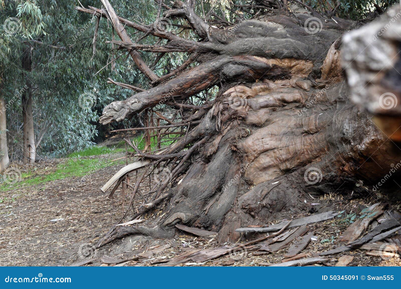 Dry tree roots eucalyptus. stock image. Image of solid - 50345091