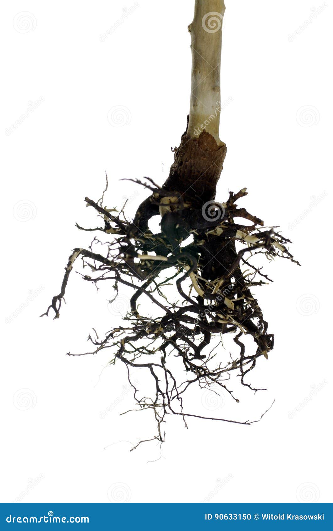 Dry tree roots stock photo. Image of texture, path, plant - 90633150