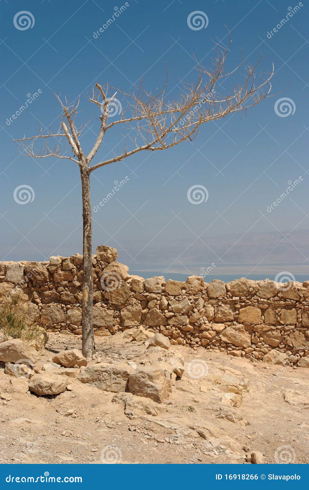 Dry Tree on the Ruins of Ancient Fortress in D Stock Photo - Image of ...