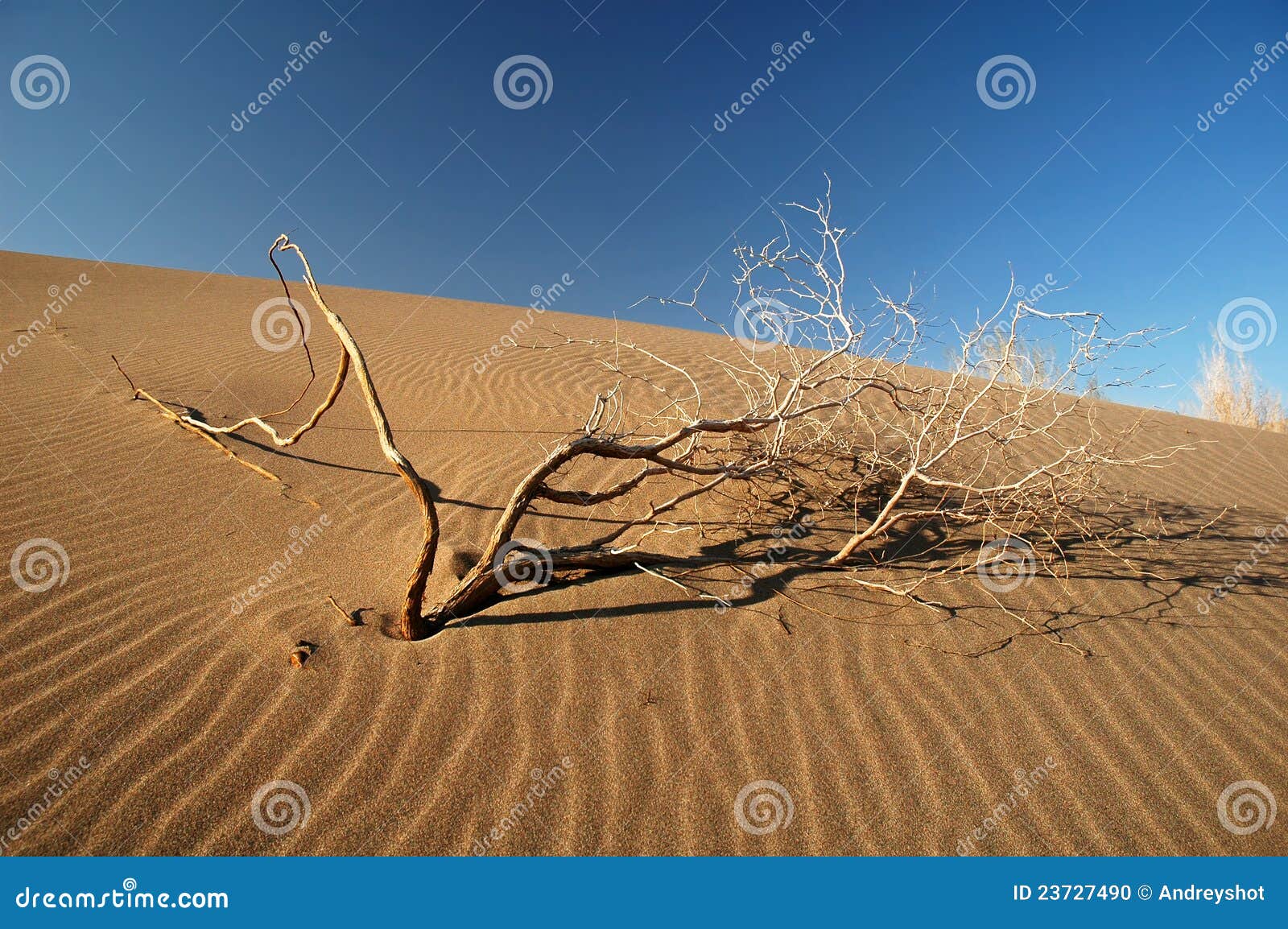 Dry tree on the sand stock photo. Image of emel, trunk - 23727490