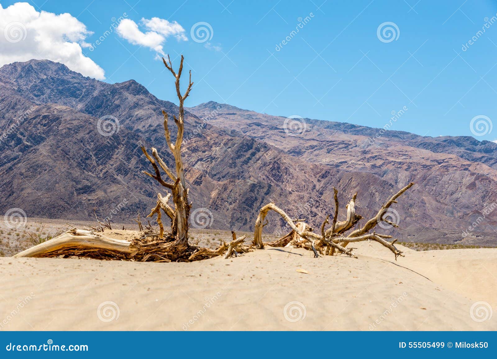 Dry Tree at the Sand Dune stock image. Image of sand - 55505499