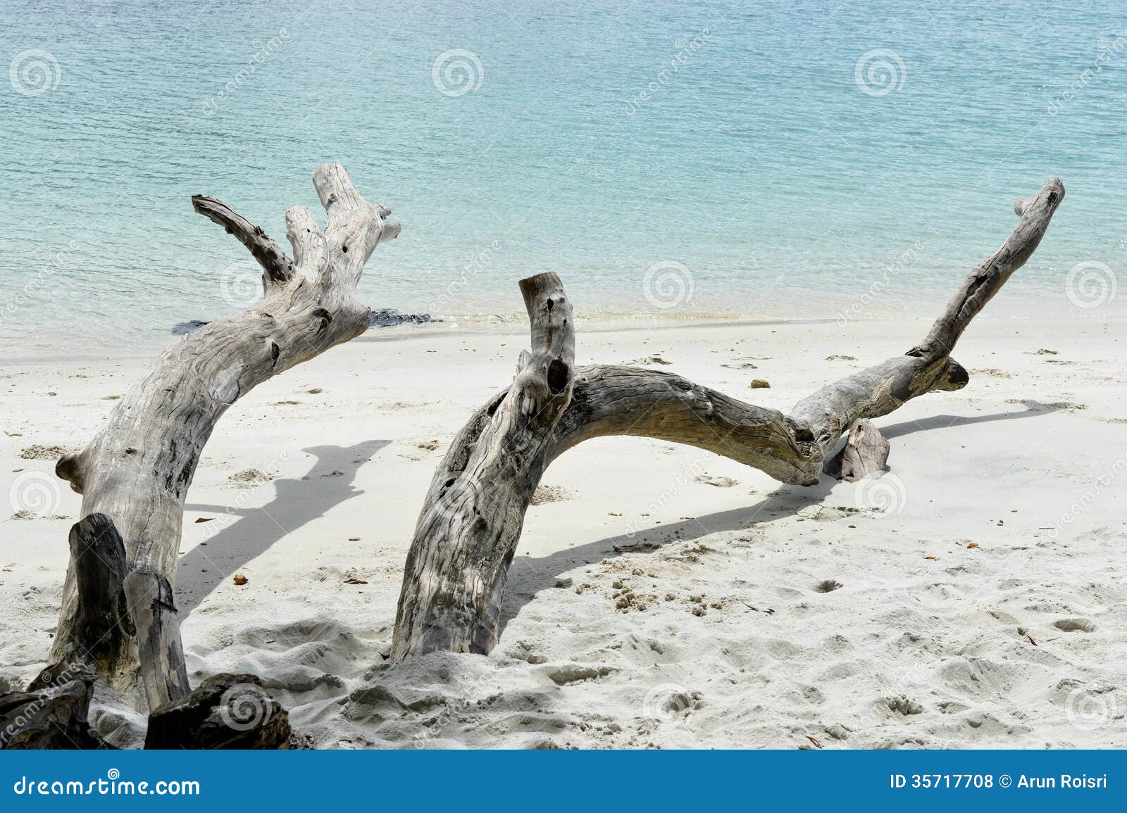 Dry tree on sea coast stock photo. Image of dead, coastal - 35717708