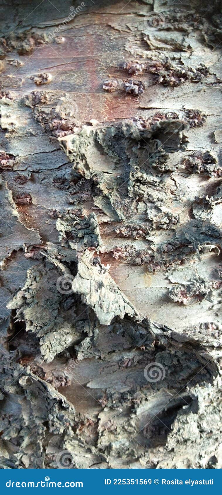 Dry tree this dry season stock image. Image of flower - 225351569