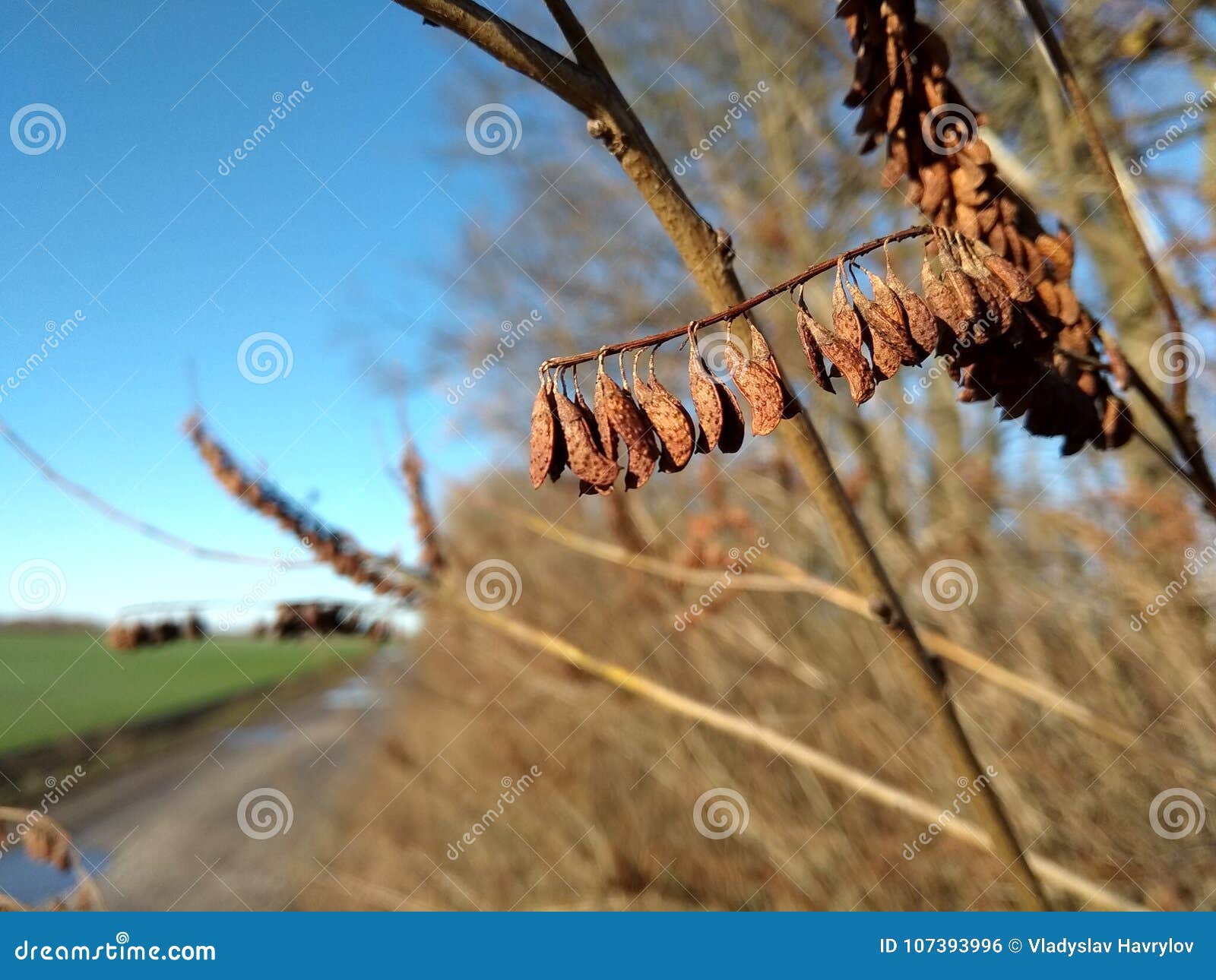 Dry tree seeds on branch stock photo. Image of winter - 107393996