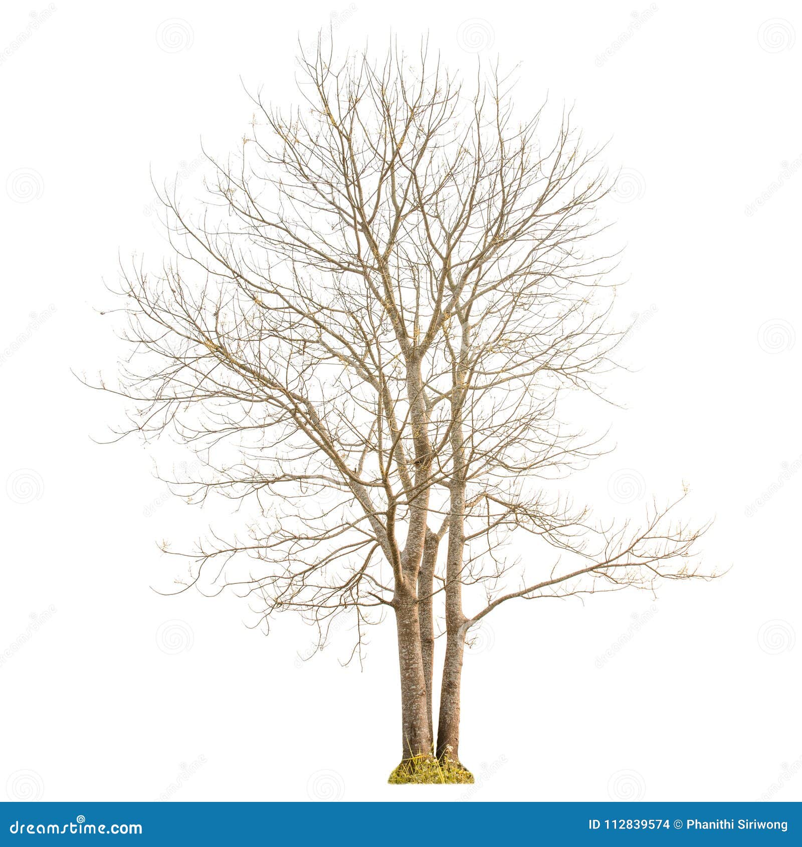 A Dry Tree Shape and Tree Branch on White Background for Isolate the ...
