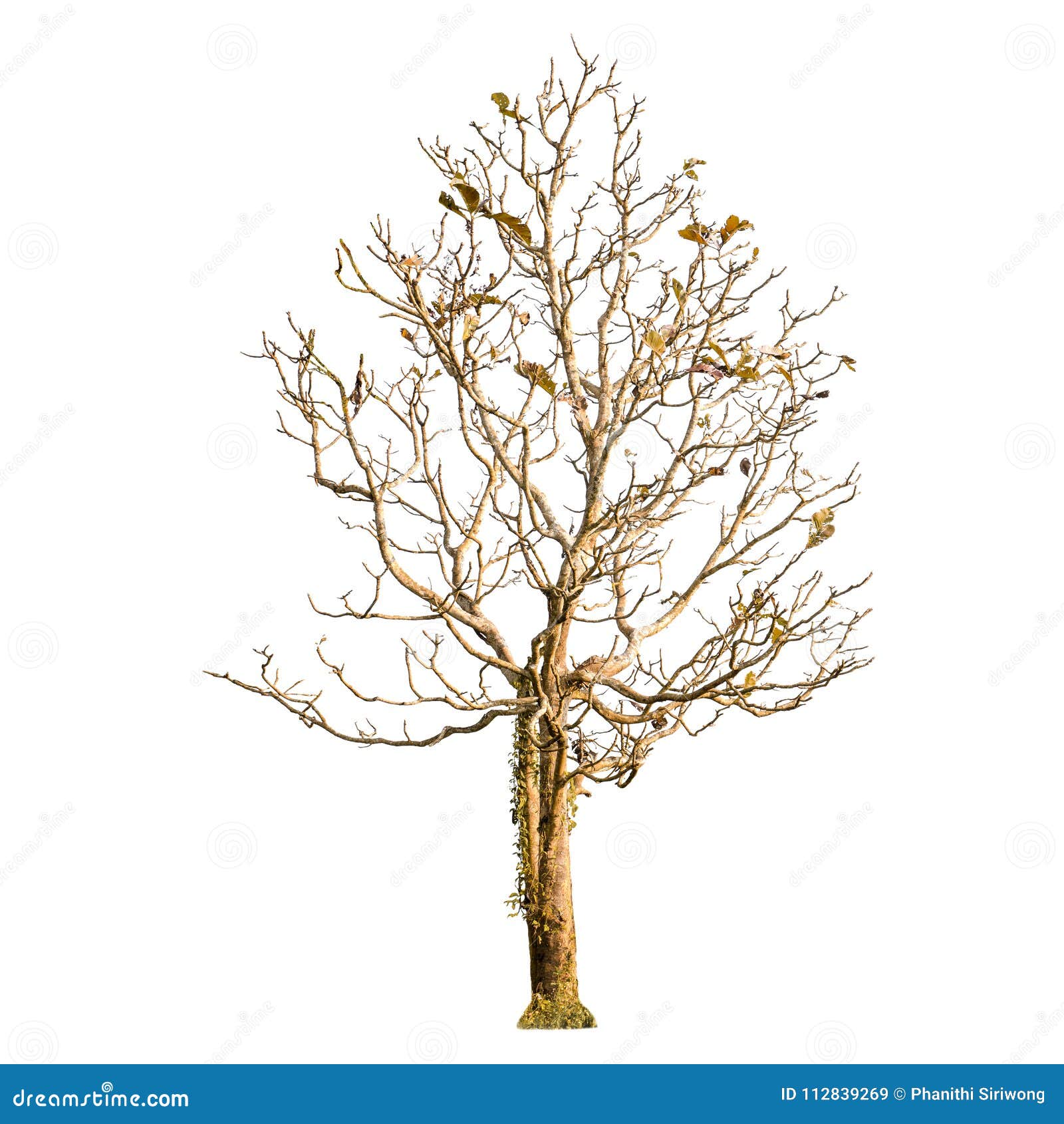 A Dry Tree Shape and Tree Branch on White Background for Isolate the ...