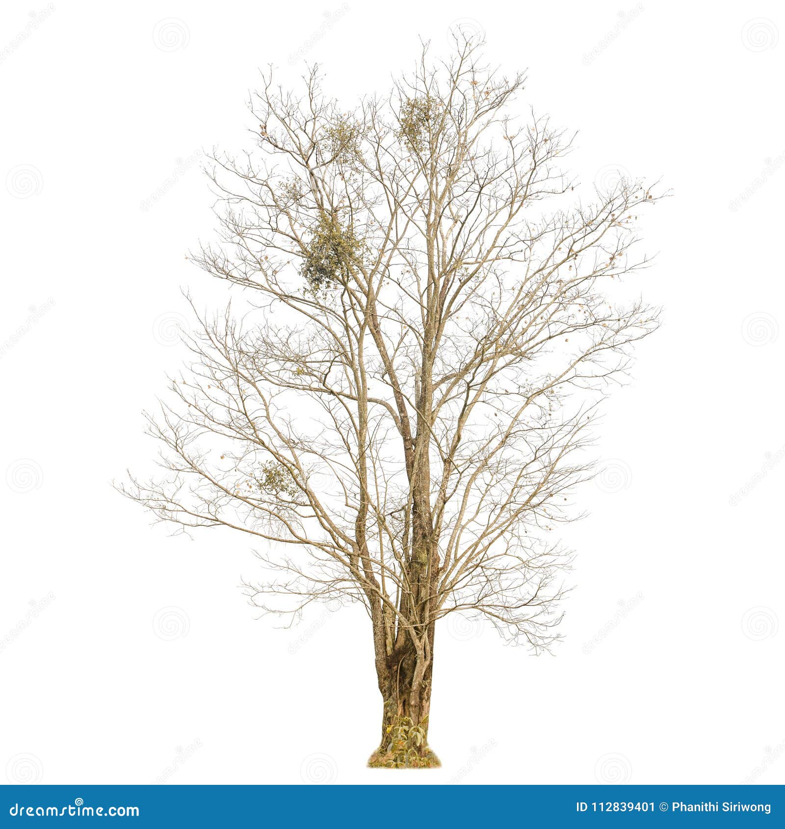 A Dry Tree Shape and Tree Branch on White Background for Isolate the ...