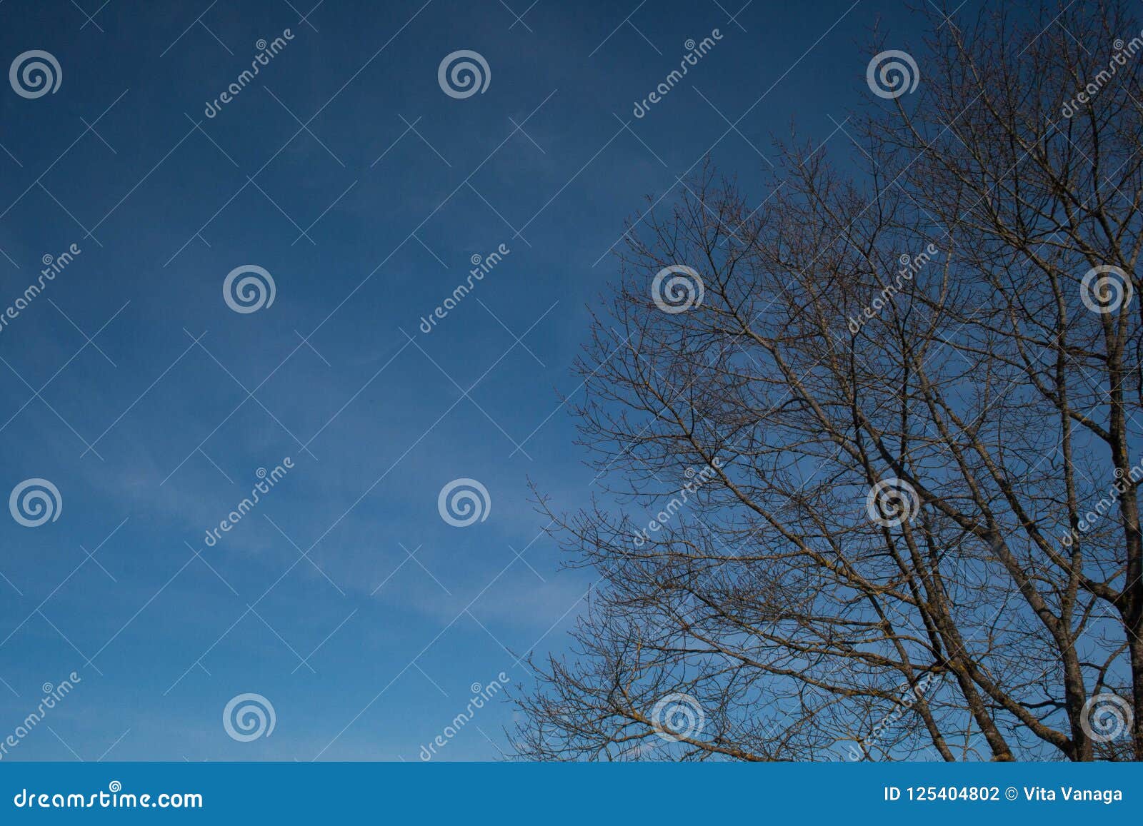 Dry Tree Silhouette on Blue Sky with Clouds Stock Photo - Image of ... Dry Tree Silhouette on Blue Sky with Clouds Stock Photo - Image of ...