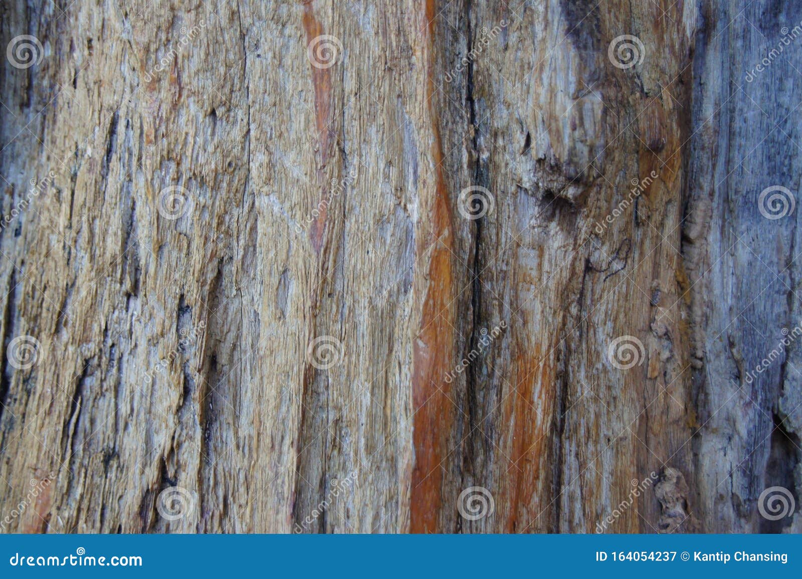 Dry Tree Skin, Beautiful Patterns, Old Condition Stock Image - Image of ...