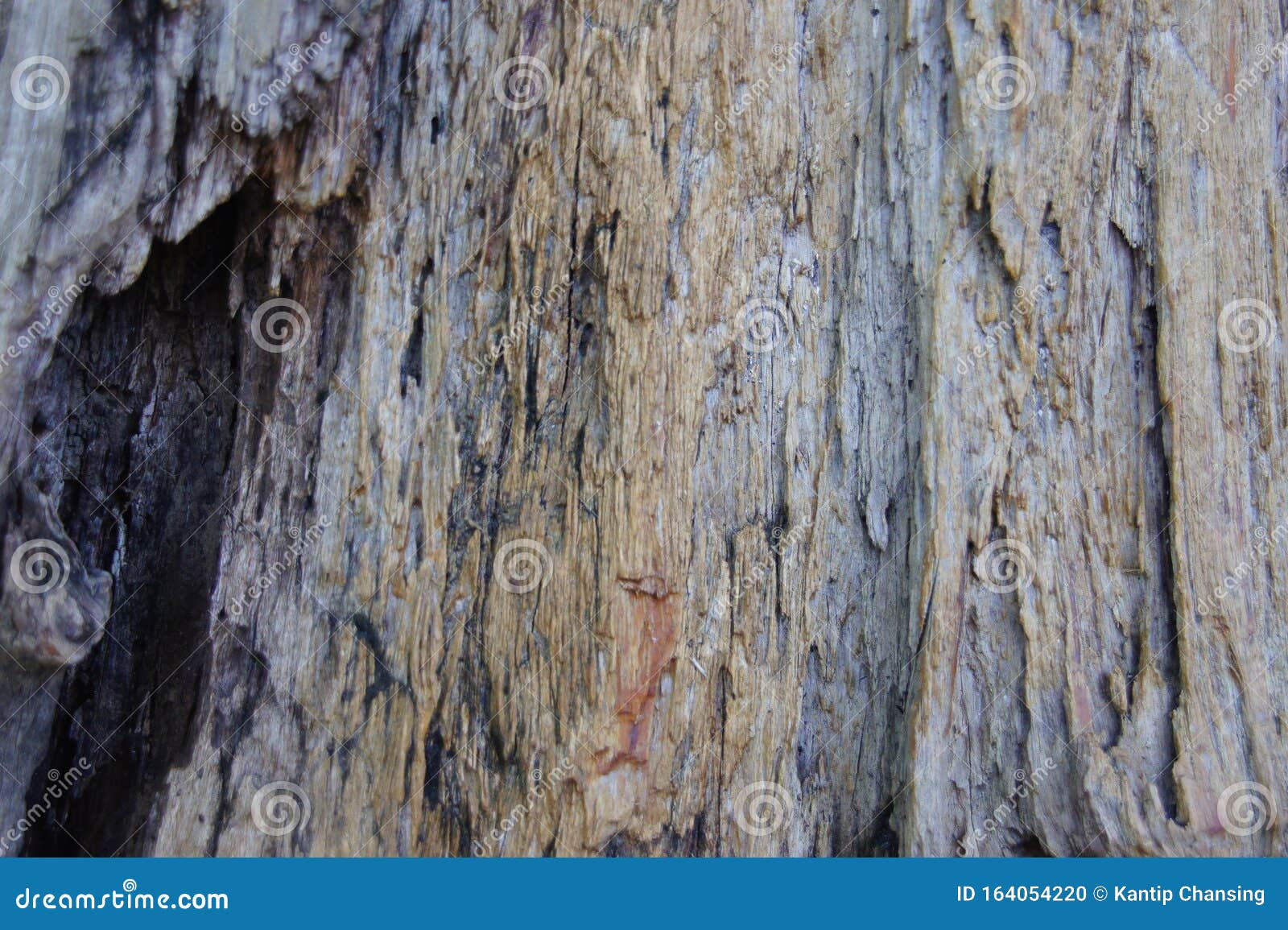 Dry Tree Skin, Beautiful Patterns, Old Condition Stock Photo - Image of ...