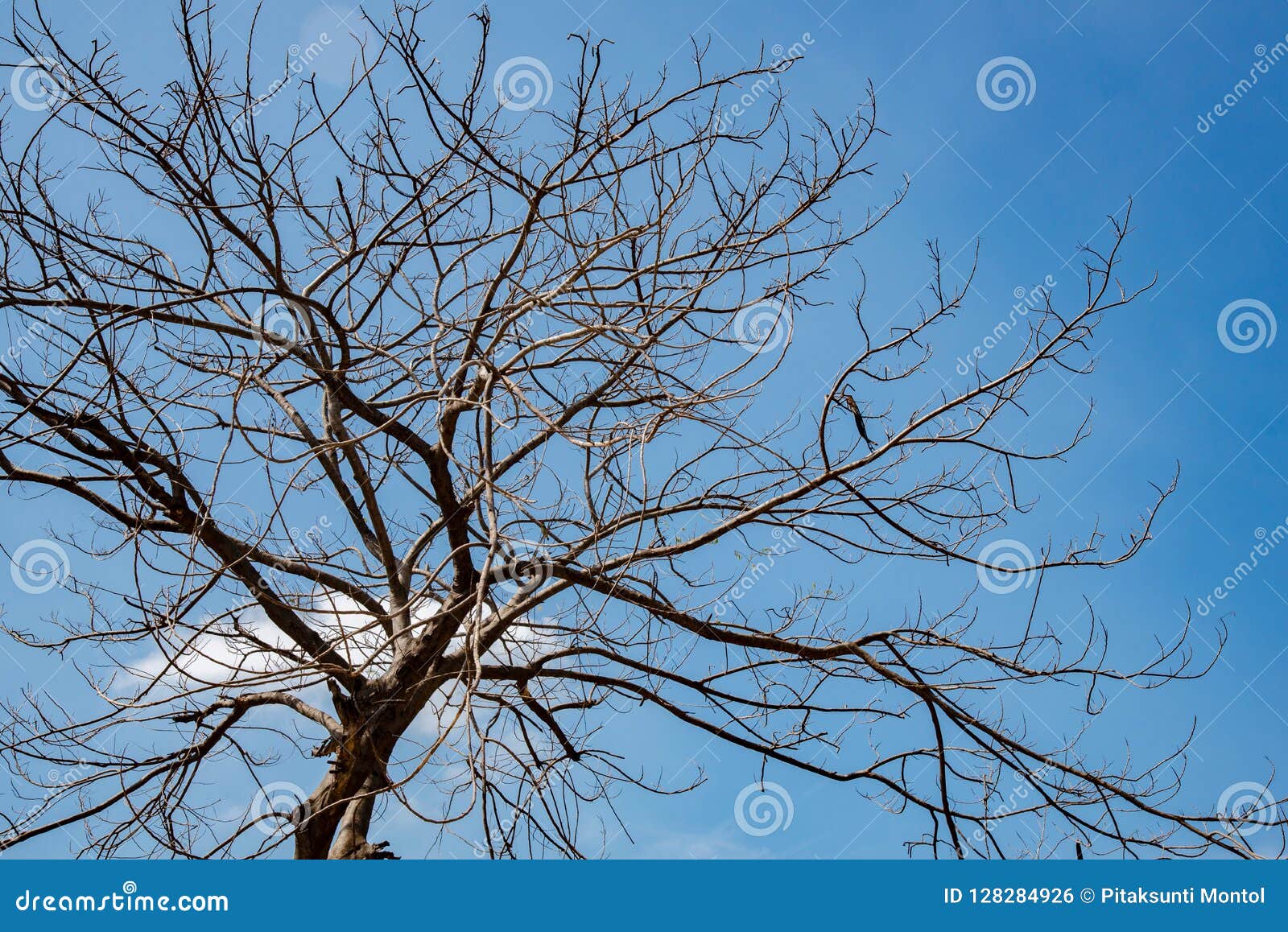 Dry tree sky background stock photo. Image of natural - 128284926