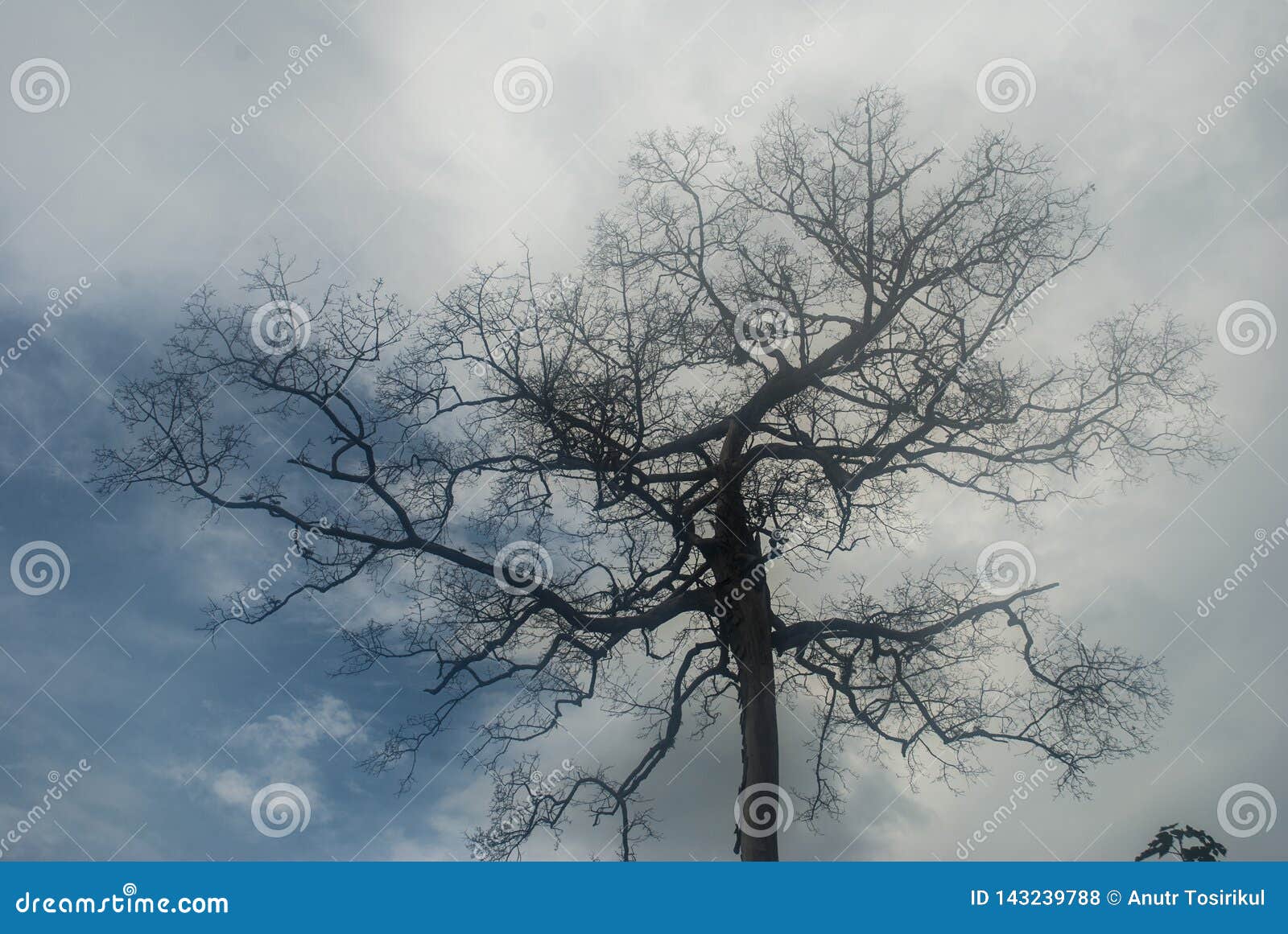 Dry Tree with a Sky Background Stock Photo - Image of black, background ...