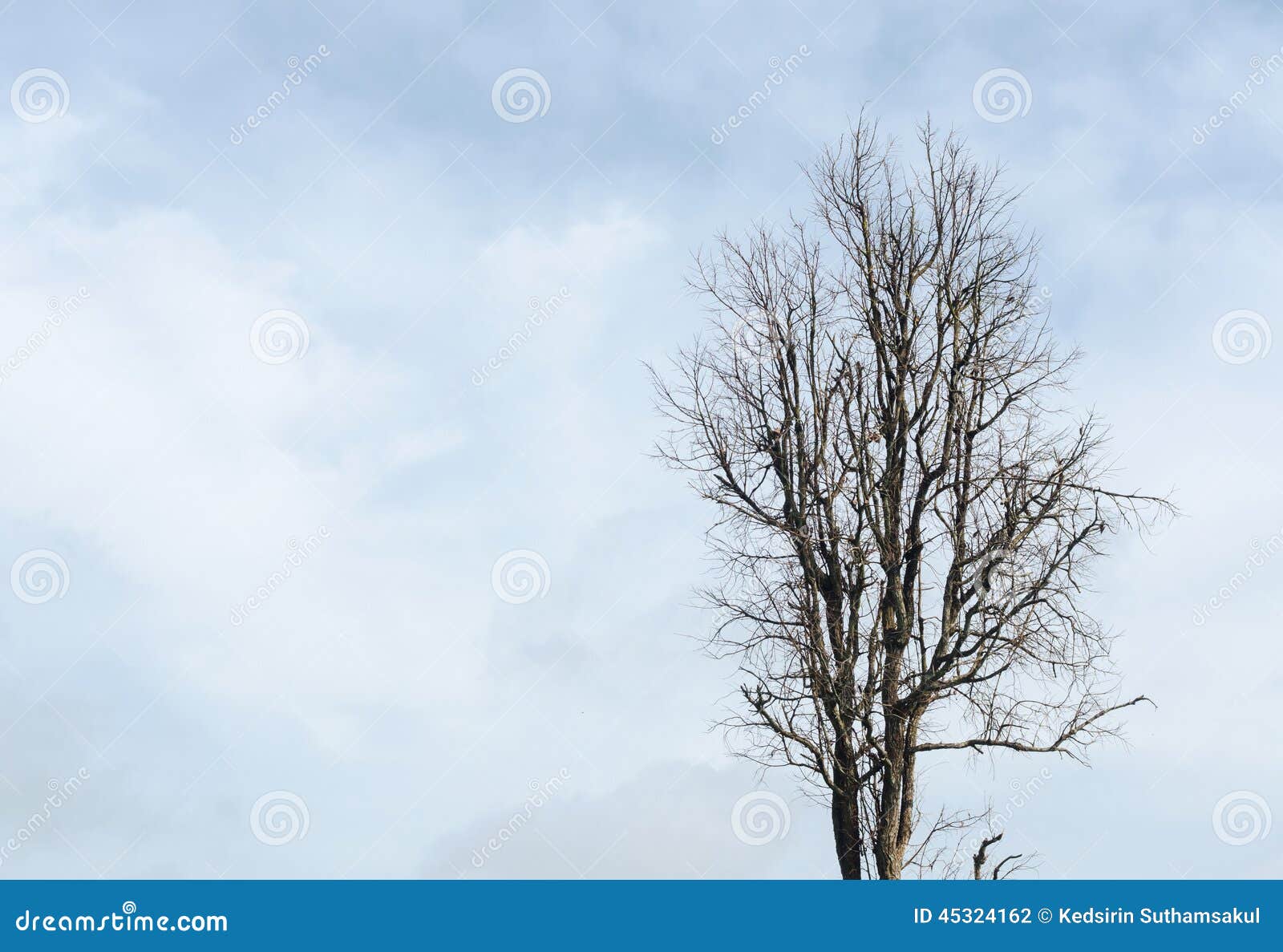 Dry tree and sky stock photo. Image of bare, agriculture - 45324162