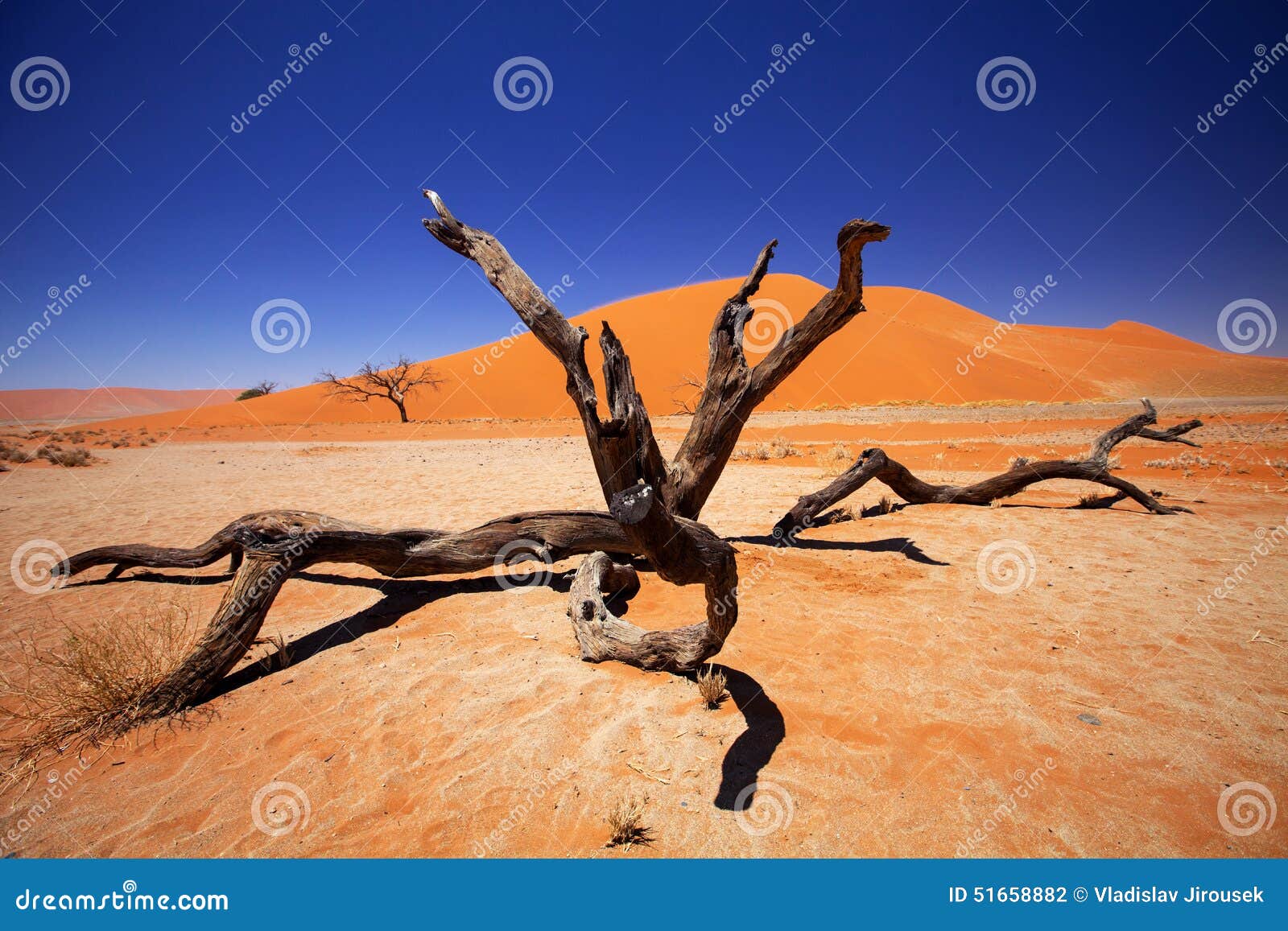 Dry Tree Sossusvlei, Namibia Stock Photo - Image of surreal, nature ...