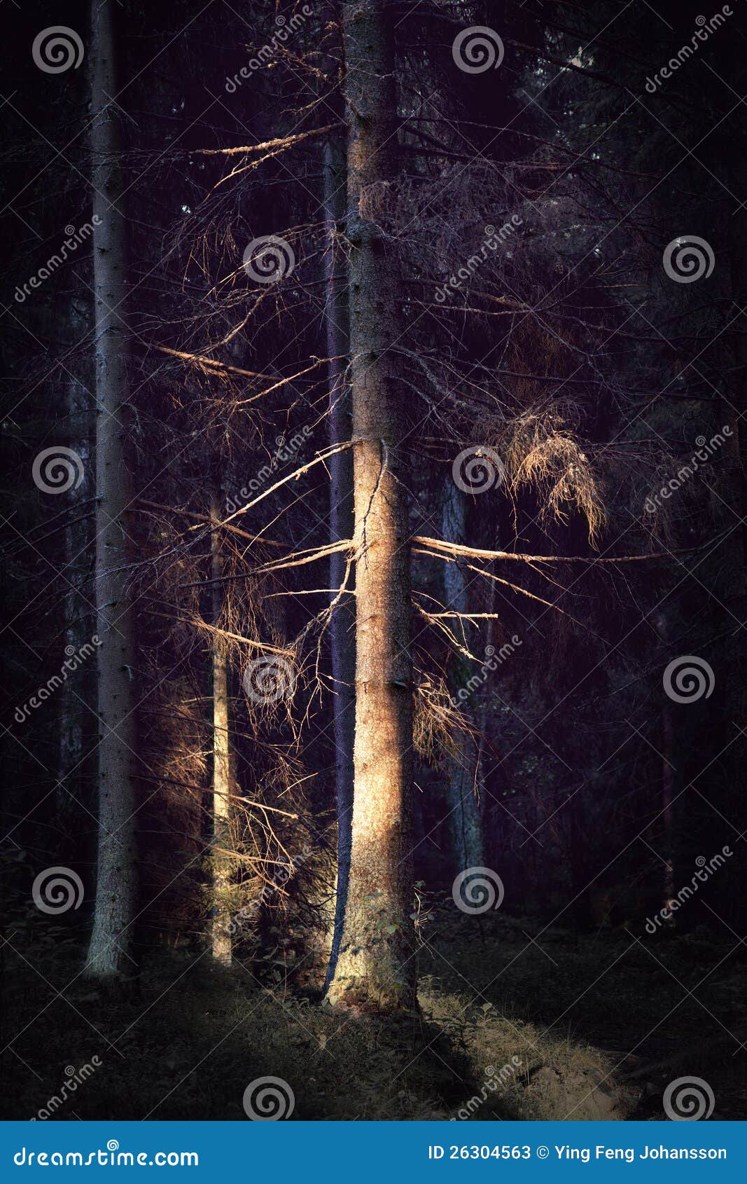 Dry tree in spooky forest stock image. Image of sepia - 26304563