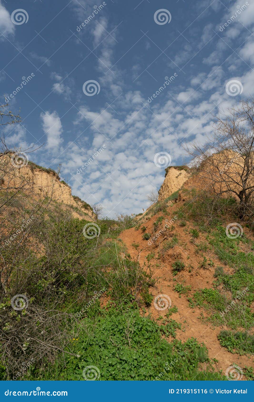 Dry Tree and Steep Sandy Cliffs Against the Background of a Blue Sky ...