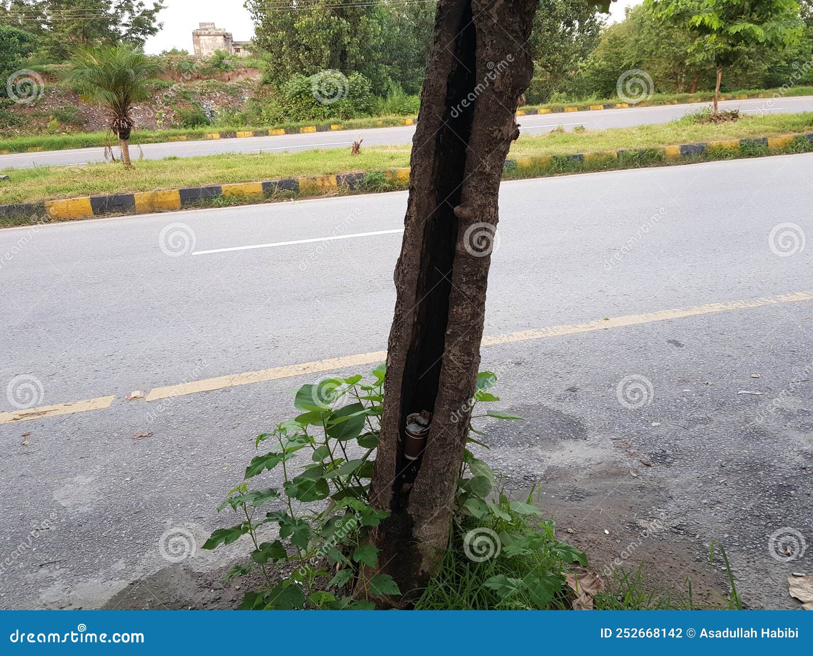 Dry Tree Stem in Main High Way Stock Photo - Image of main, tree: 252668142