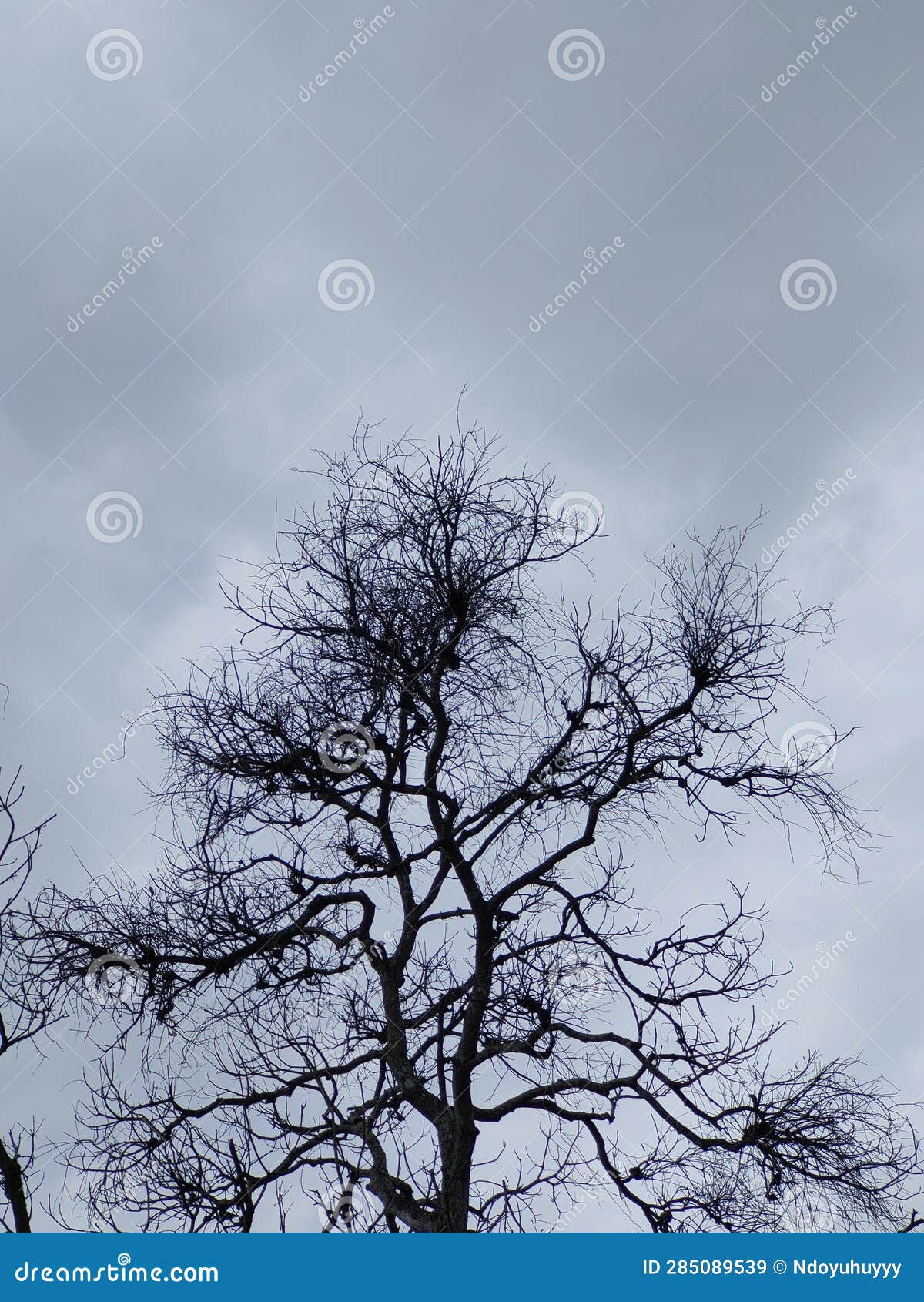 Dry tree still standing stock image. Image of nature - 285089539