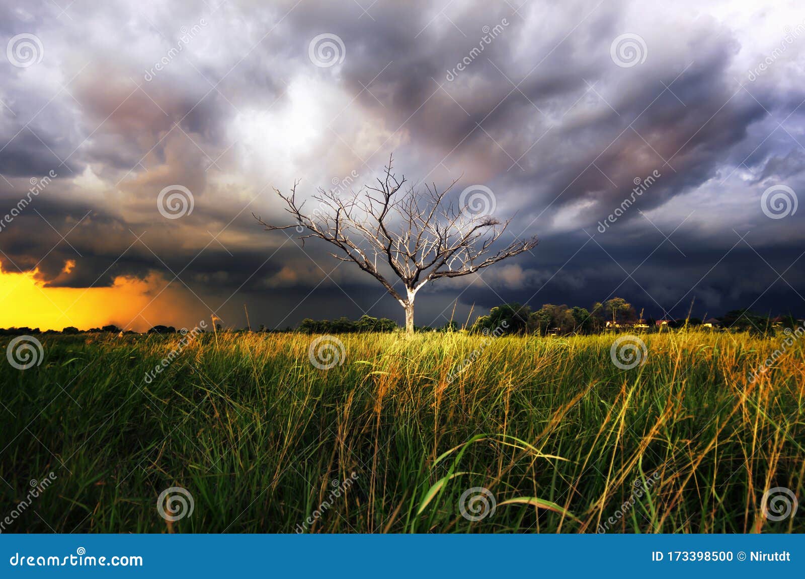 Dry tree with Storm stock photo. Image of field, horizon - 173398500