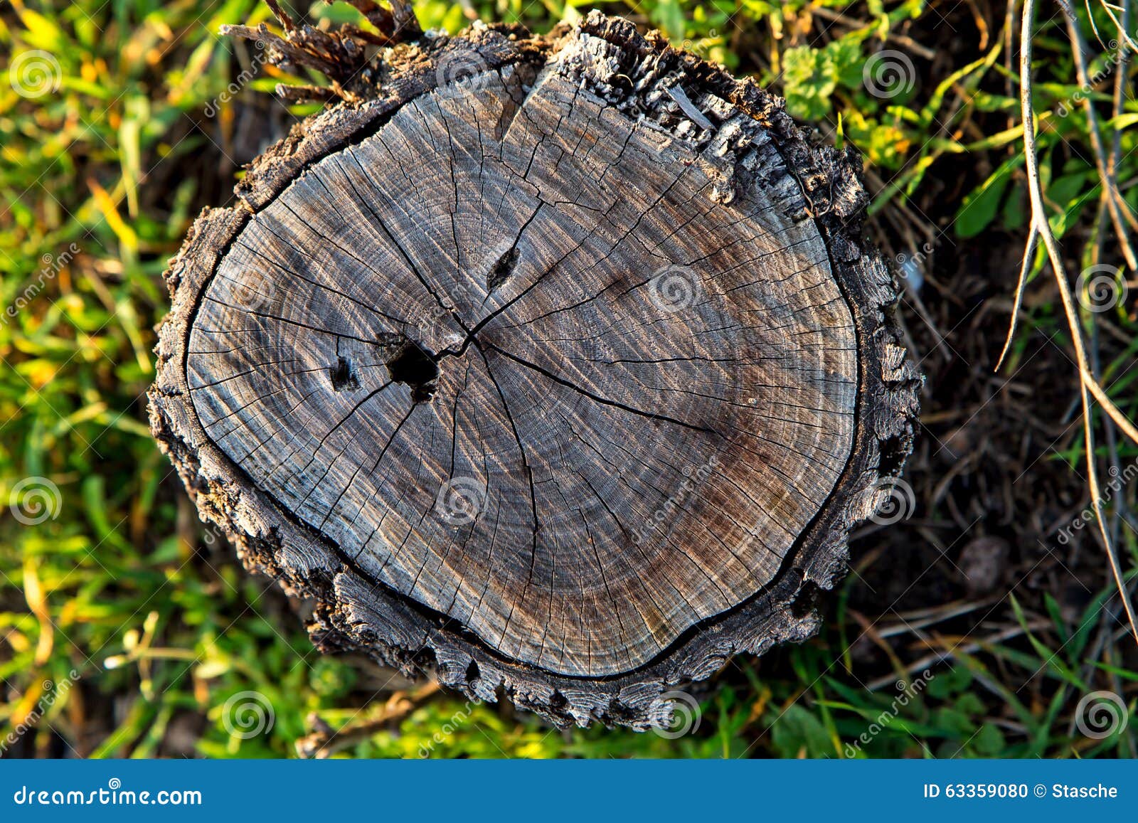 Dry tree stump stock photo. Image of brown, dried, background - 63359080