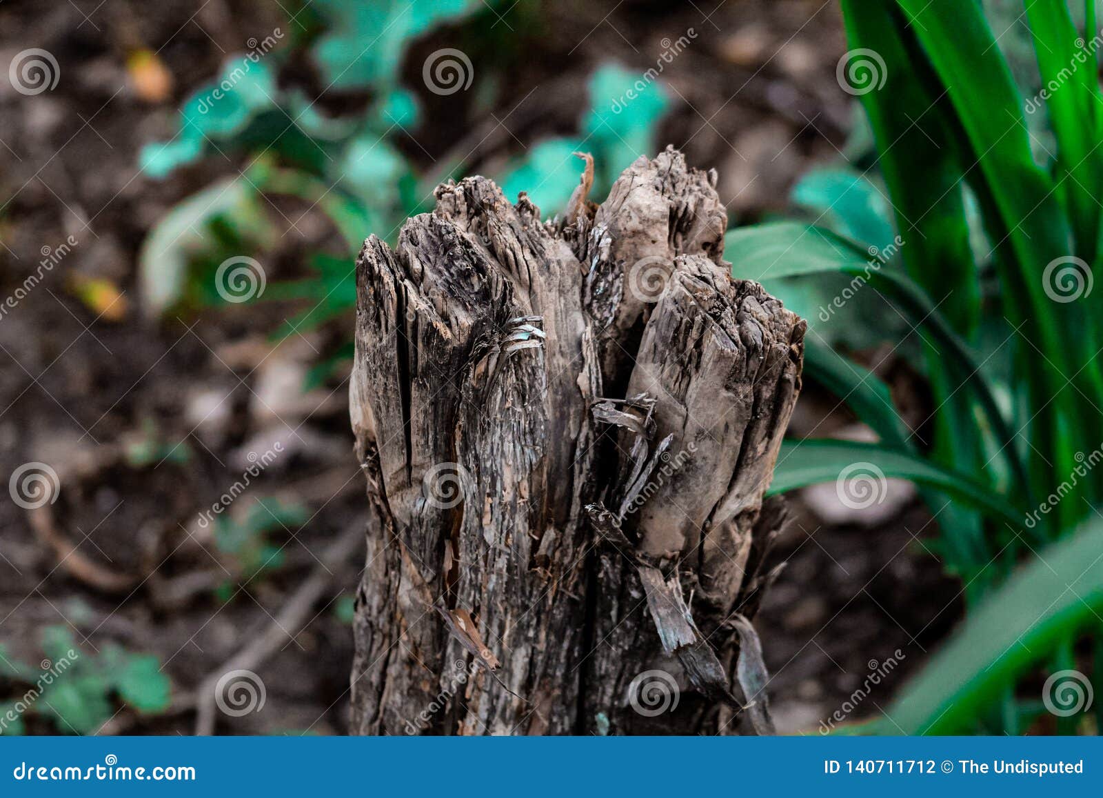 A dry tree stump stock photo. Image of size, stump, rough - 140711712
