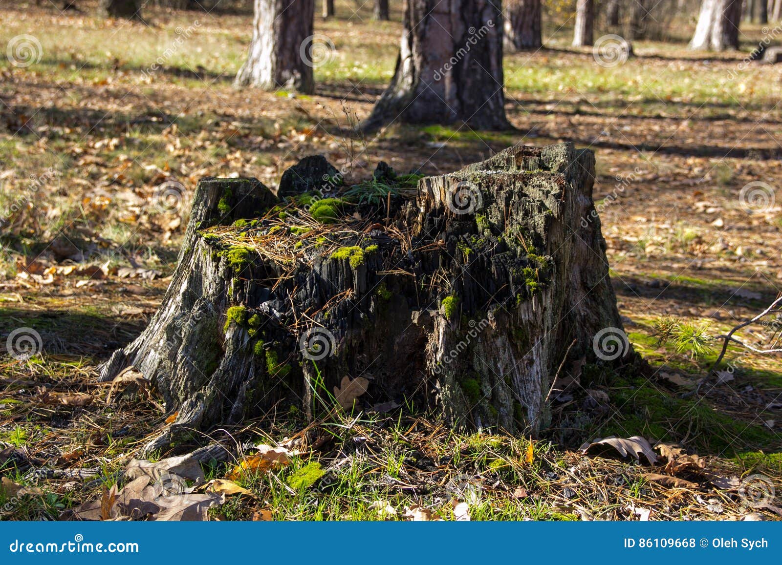 Dry Tree Stump in the Forest Stock Photo - Image of grass, stub: 86109668