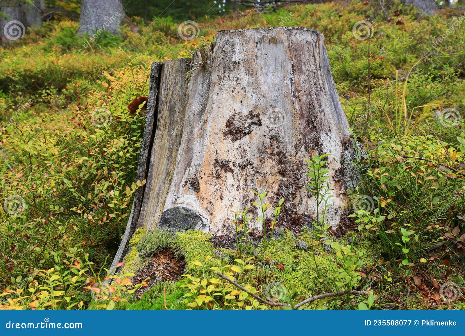 Dry tree stump stock image. Image of plant, cracks, colorful - 235508077