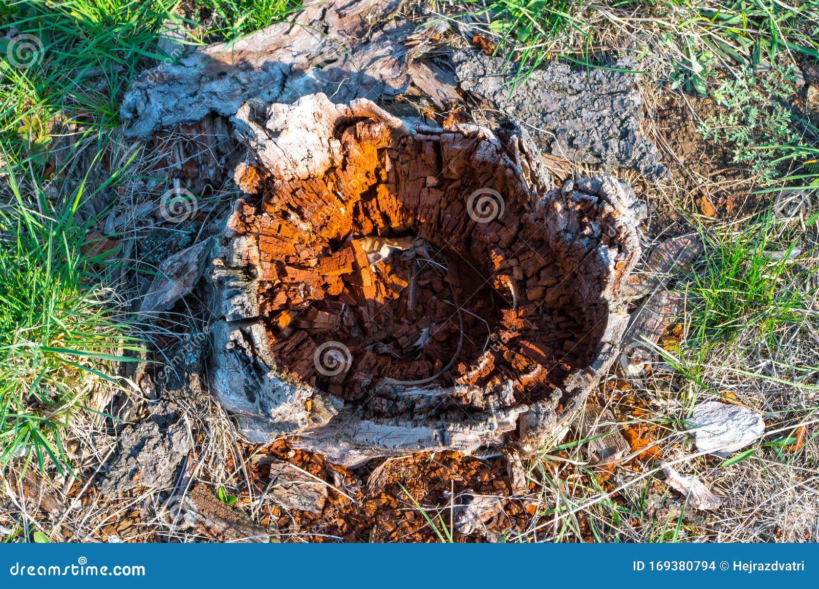 A dry tree stump stock photo. Image of pattern, macro - 169380794
