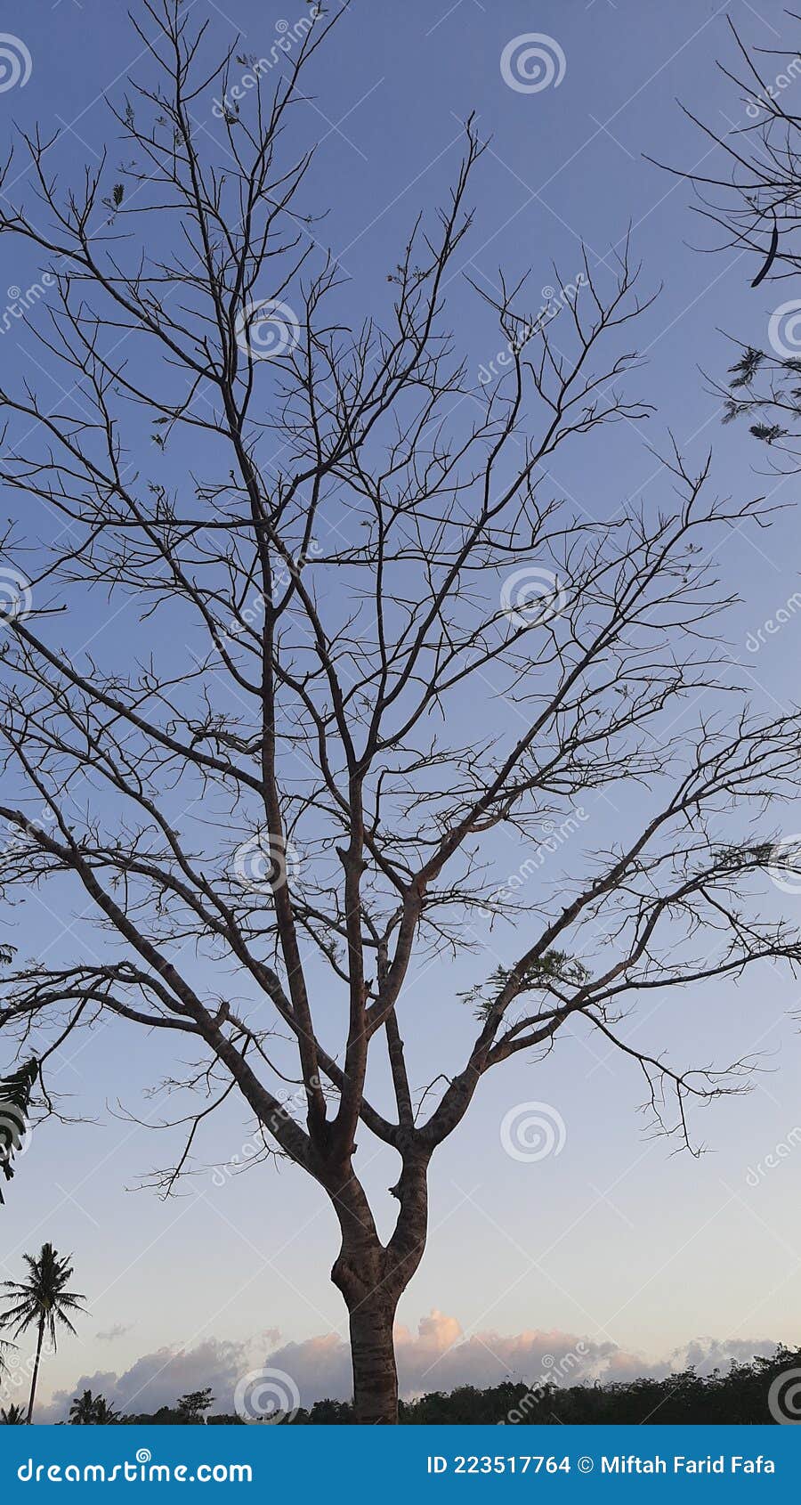 Dry tree in the summer stock photo. Image of leaf, bird - 223517764