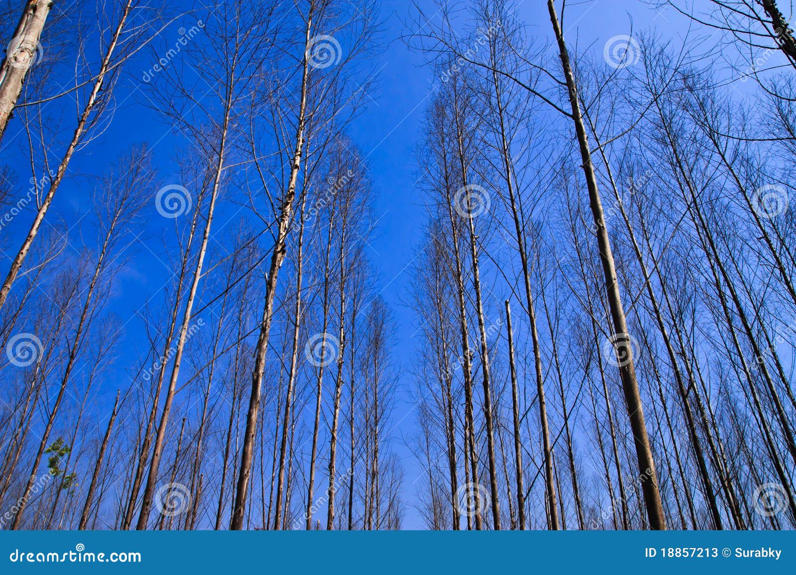 Dry Tree in Summer and Blue Sky Stock Image - Image of aged, summer ...