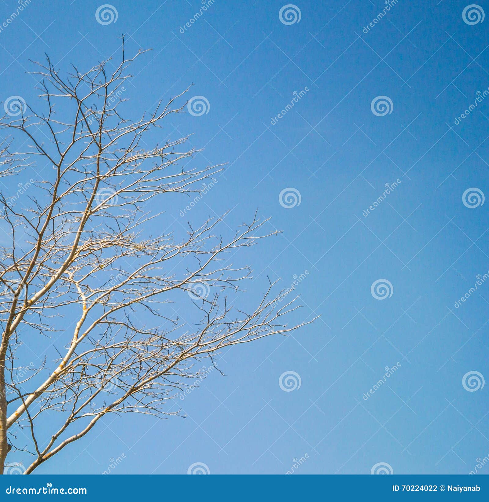 Dry tree in summer season stock photo. Image of season - 70224022