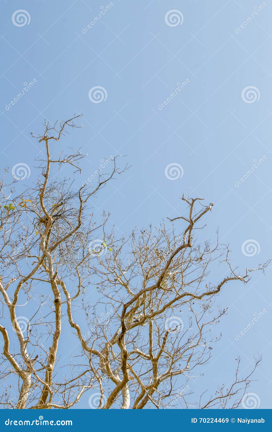 Dry tree in summer season stock image. Image of trees - 70224469