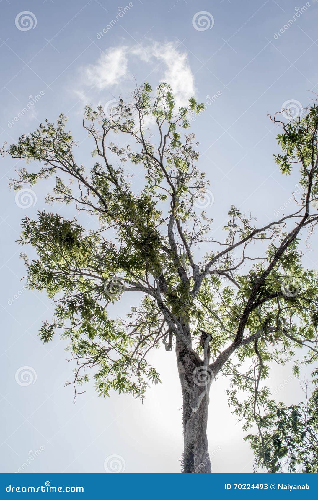 Dry tree in summer season stock image. Image of green - 70224493